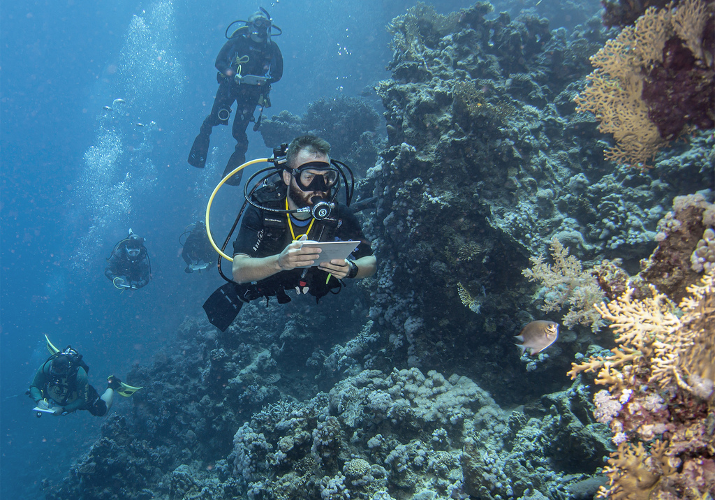 RAID Divemaster Course Dive Master - El Quseir/Red Sea - Egypt